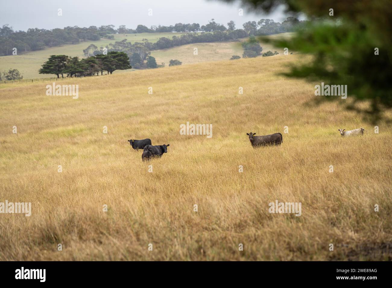 cows and calfs grazing on dry tall grass on a hill in summer in ...