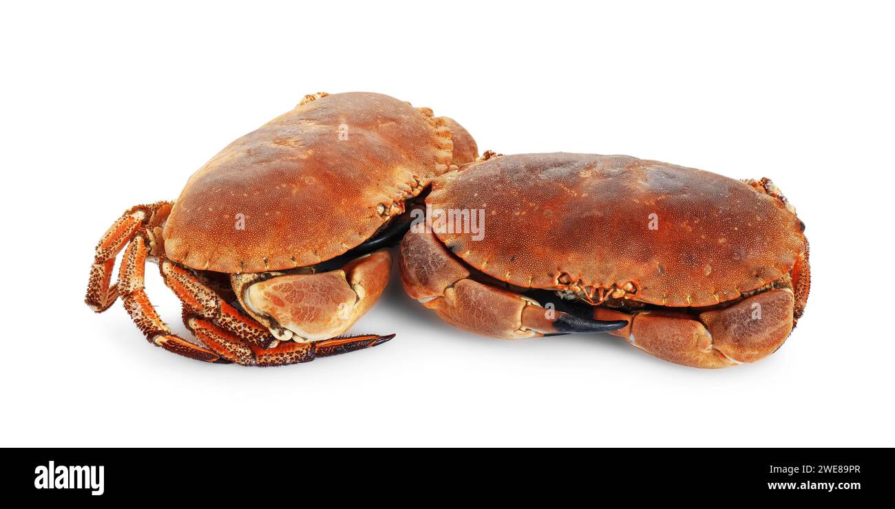 Crab crabs claw claws Cut Out Stock Images & Pictures - Alamy