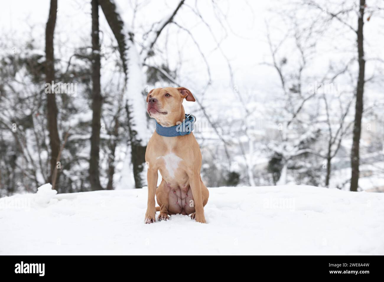 Cute ginger dog sitting in snowy forest Stock Photo - Alamy