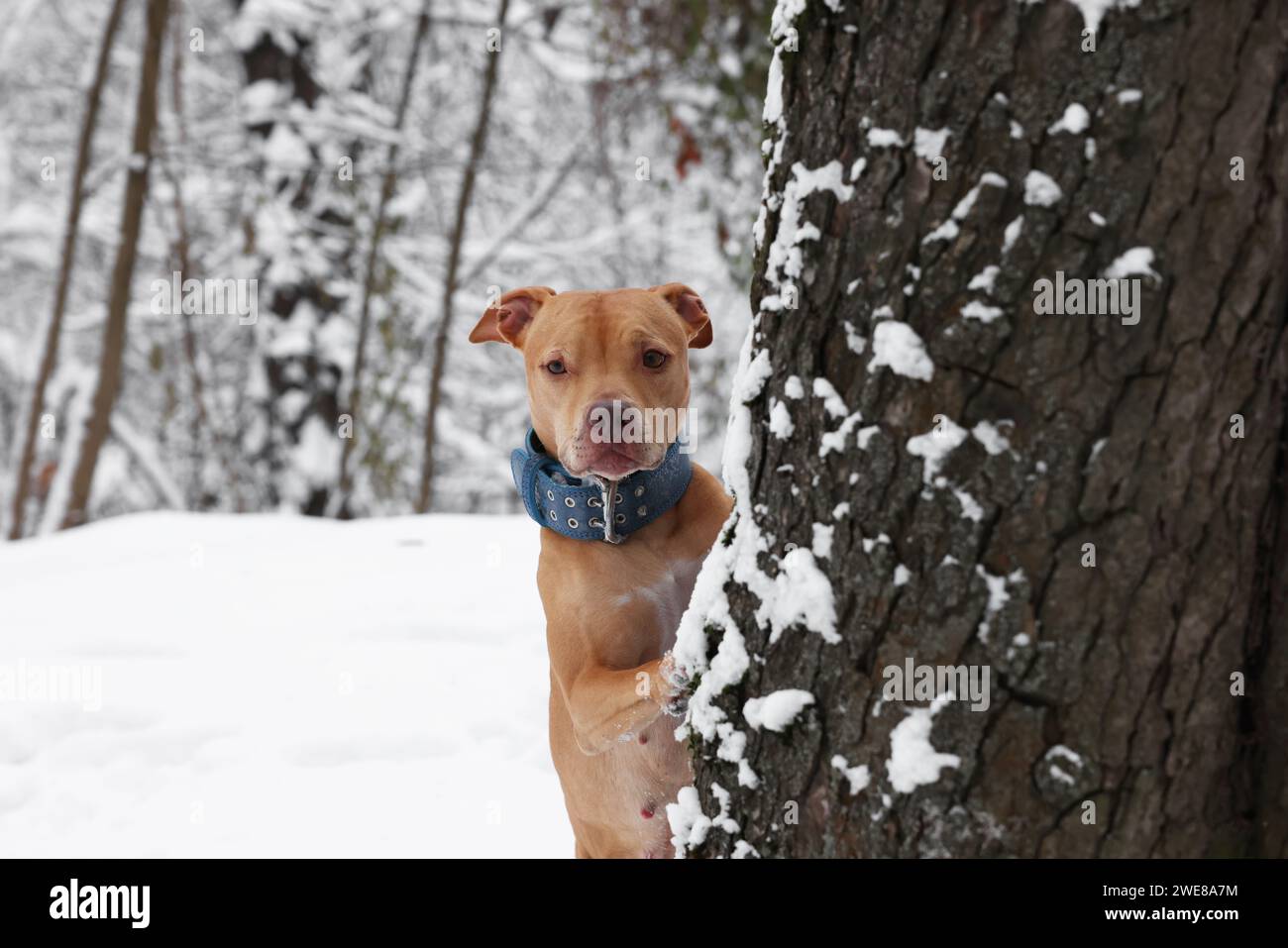 Cute ginger dog near tree in snowy park, space for text Stock Photo - Alamy