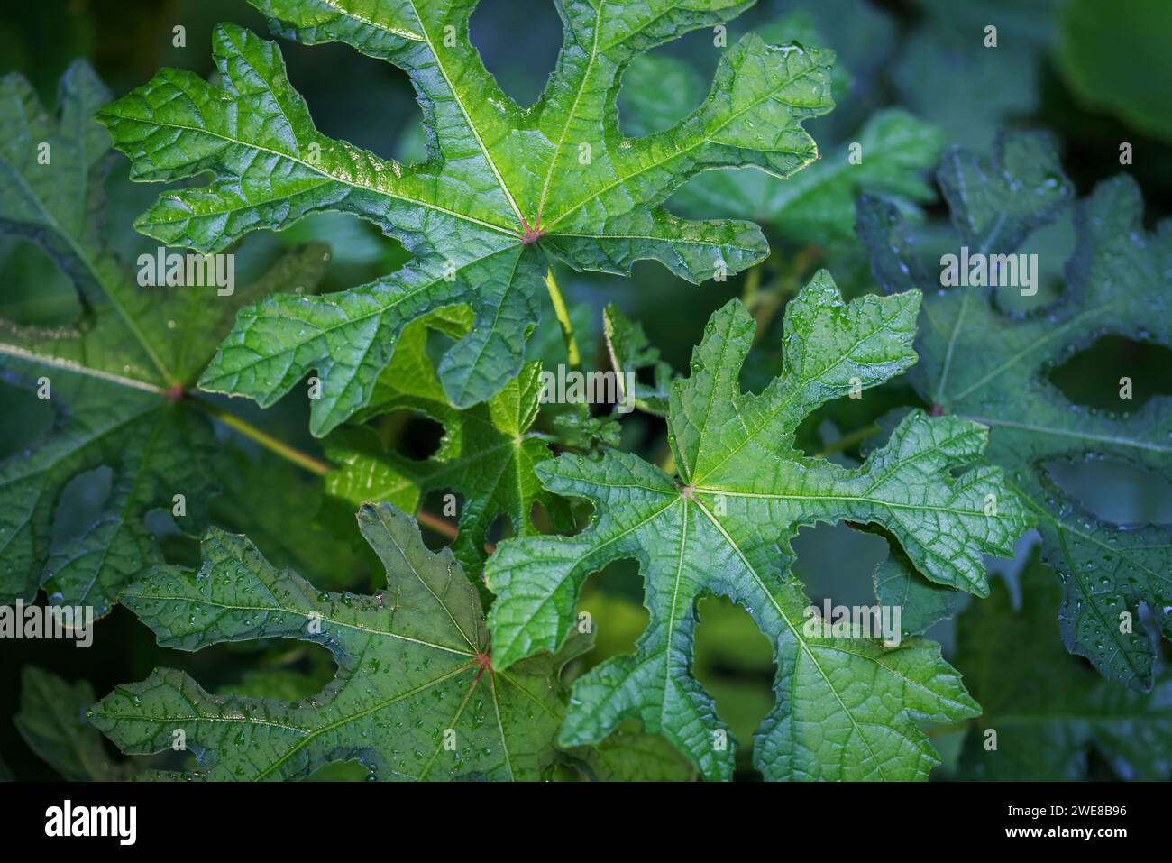 Flora of bangladesh hi-res stock photography and images - Alamy