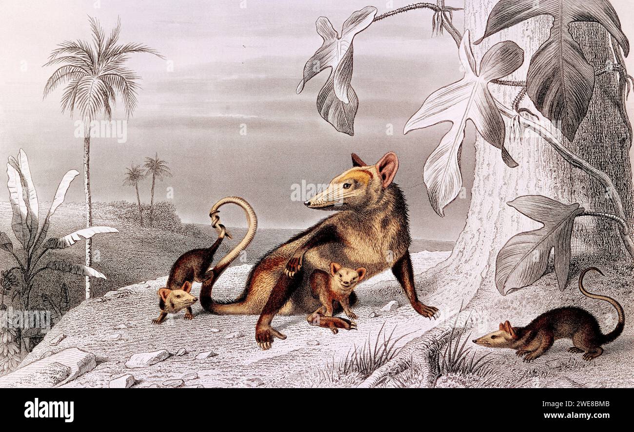 SARIGA O ZARIGUEYA. Location: PRIVATE COLLECTION. France Stock Photo ...