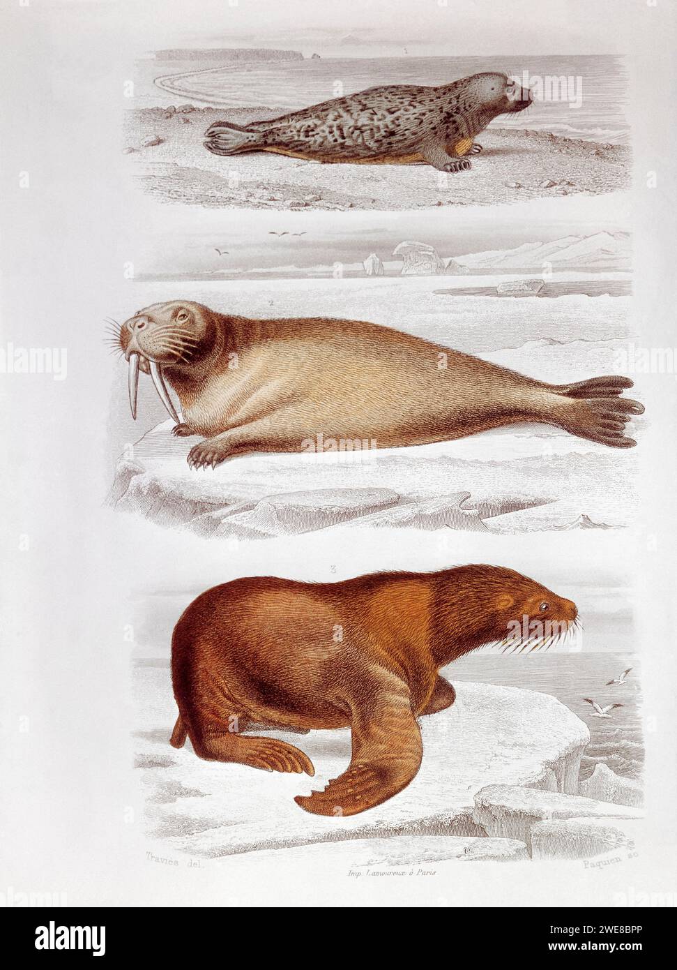 FOCA Y MORSA. Location: PRIVATE COLLECTION. France Stock Photo - Alamy