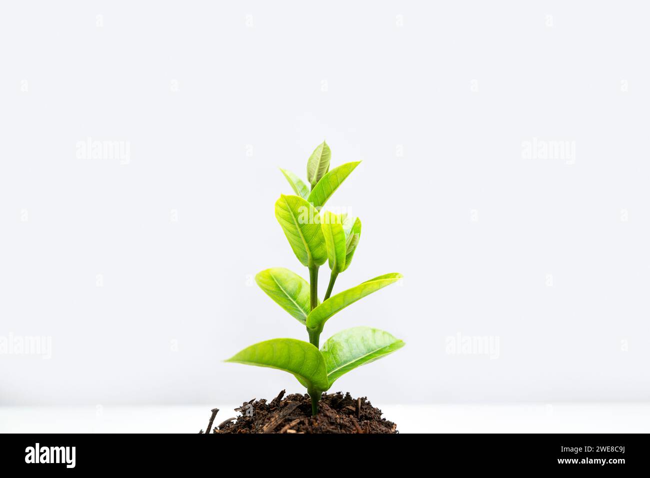 Newly grown plant seedlings on the soil are isolated over a white ...