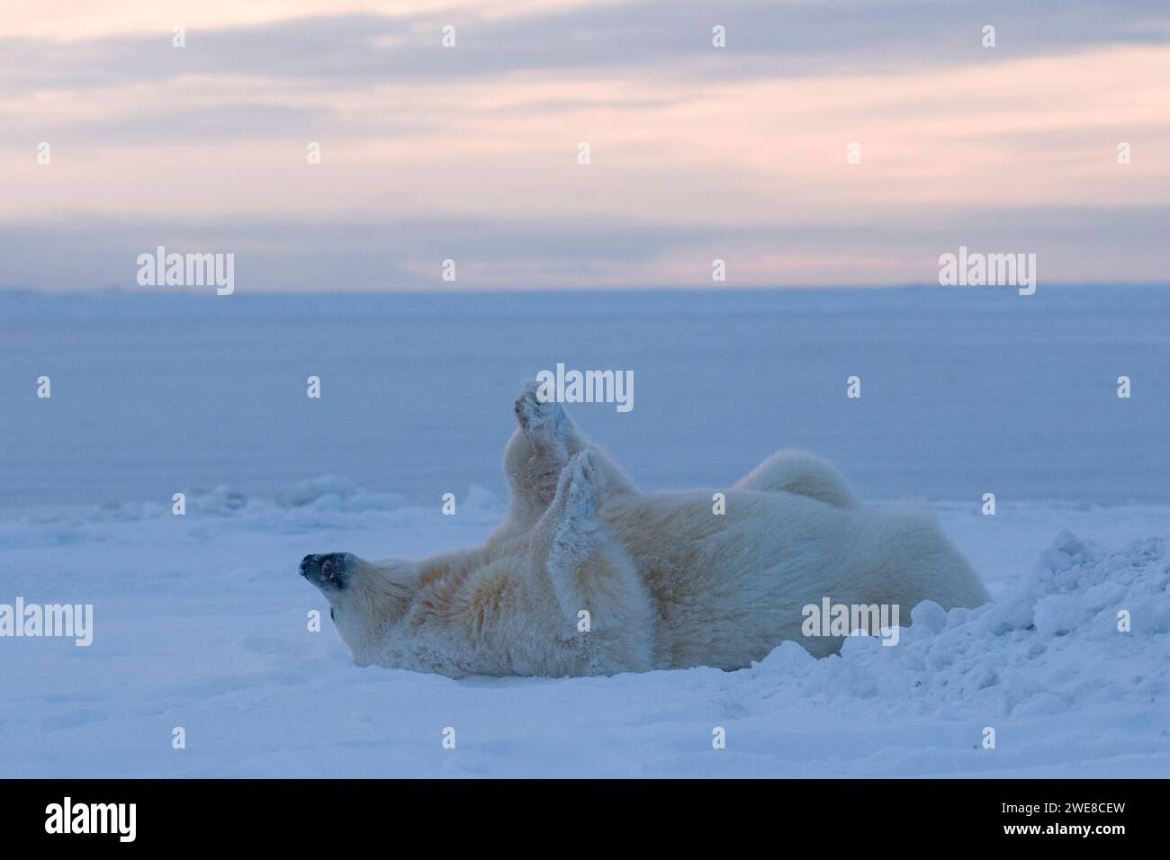 polar bear Ursus maritimus large cub rolling around and cleaning its ...