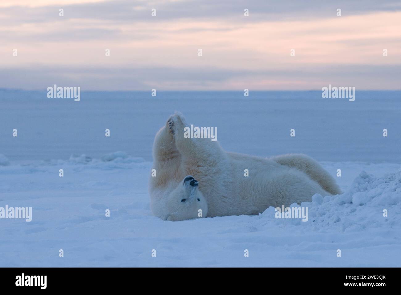 polar bear Ursus maritimus large cub rolling around and cleaning its ...