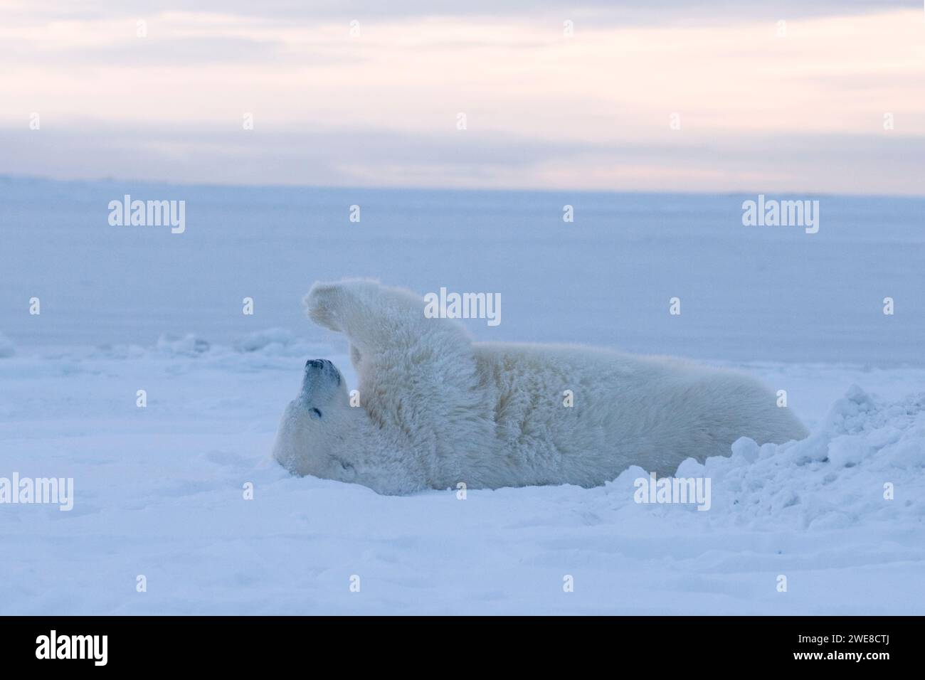 polar bear Ursus maritimus large cub rolling around and cleaning its ...