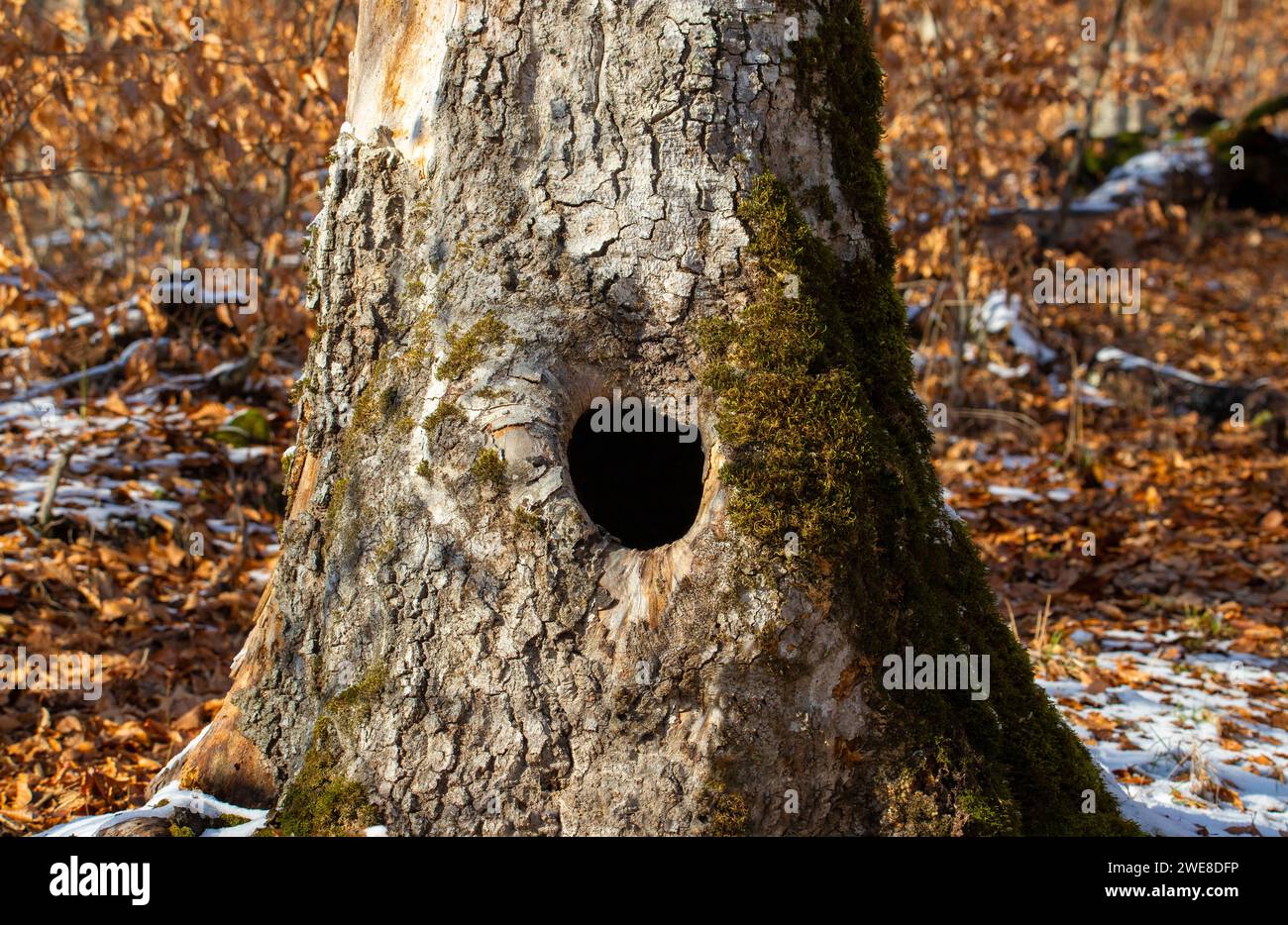 A hollow in the trunk of a tree Stock Photo - Alamy