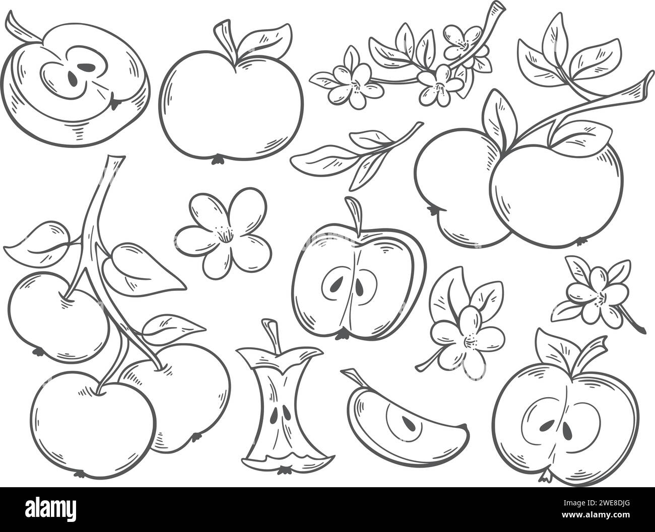 Ink sketch apples set, vector illustration Stock Vector Image & Art - Alamy