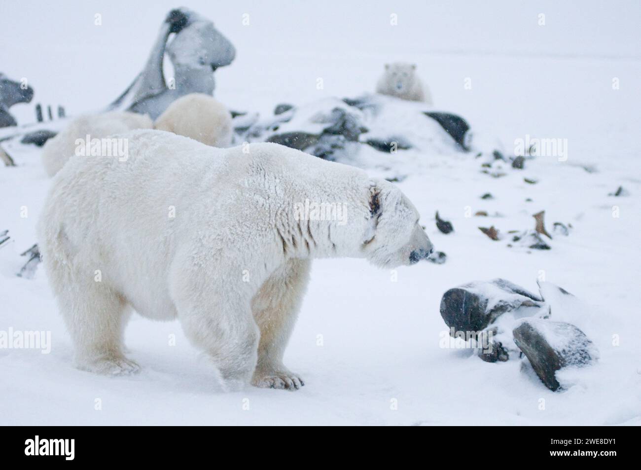 polar bears Ursus maritimus sow with cubs scavenging on whale bones for ...