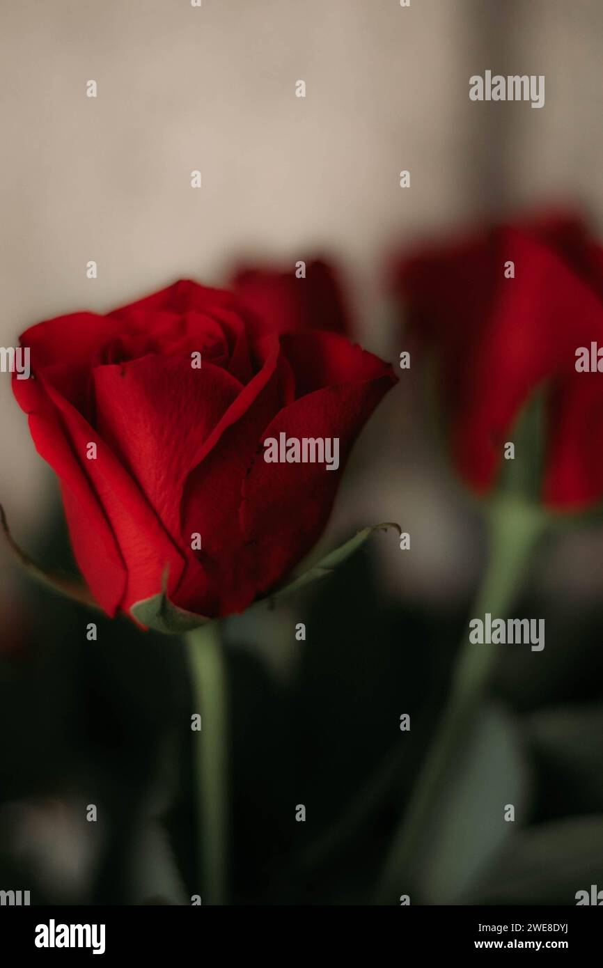 Classic red roses hi-res stock photography and images - Alamy