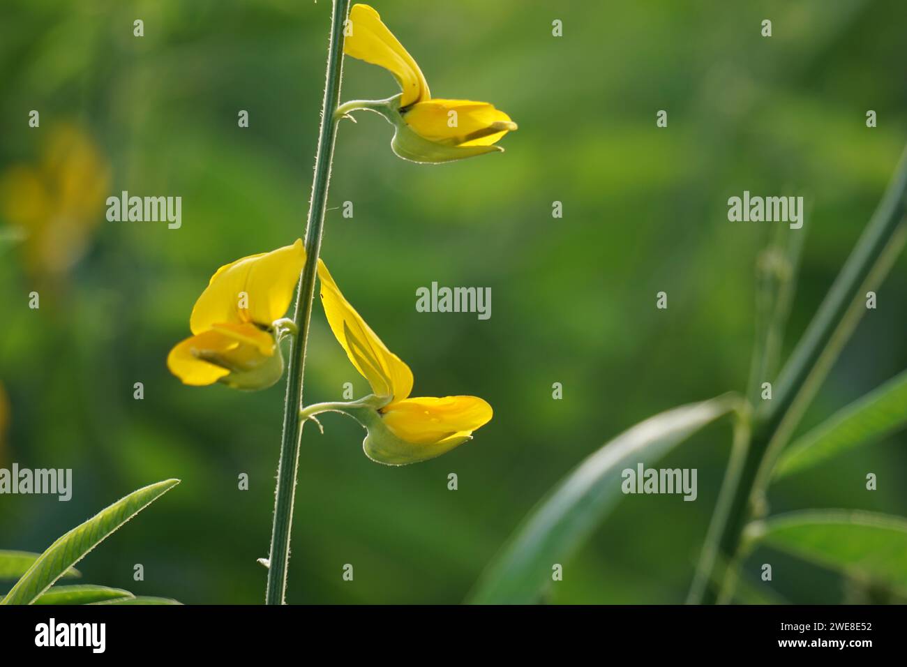 Crotalaria juncea (orok-orok, lambau, sun hemp, sunn hemp, brown hemp ...
