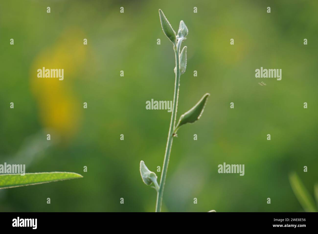 Crotalaria cannabinua hi-res stock photography and images - Alamy