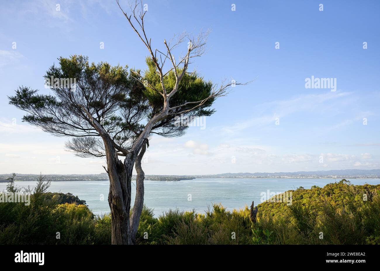 View of Waitemata Harbour from Kauri Point Centennial loop track ...