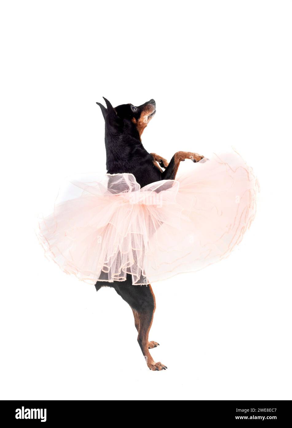 Dog dancing competition Cut Out Stock Images & Pictures - Alamy