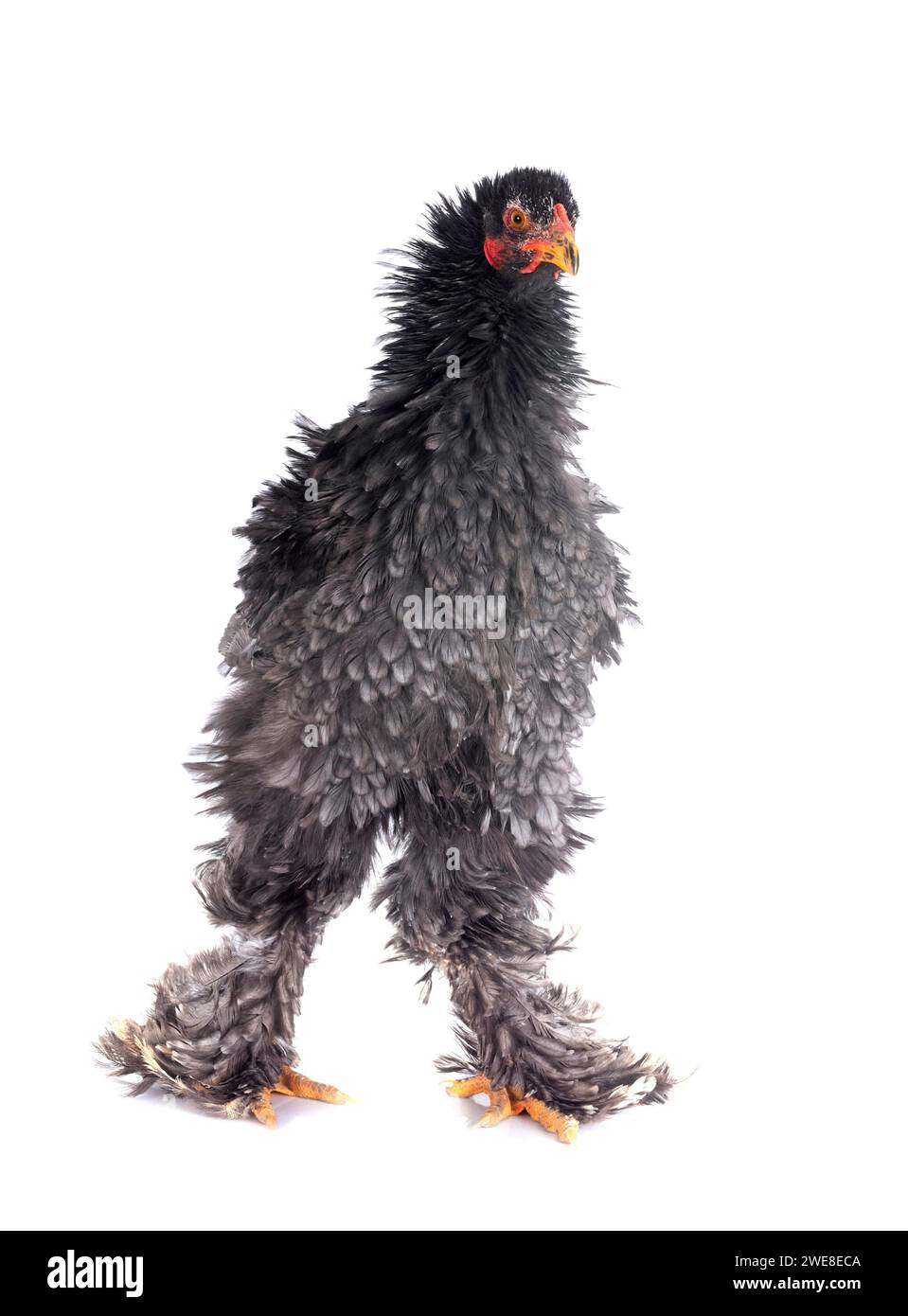 curly Brahma chicken in front of white background Stock Photo - Alamy