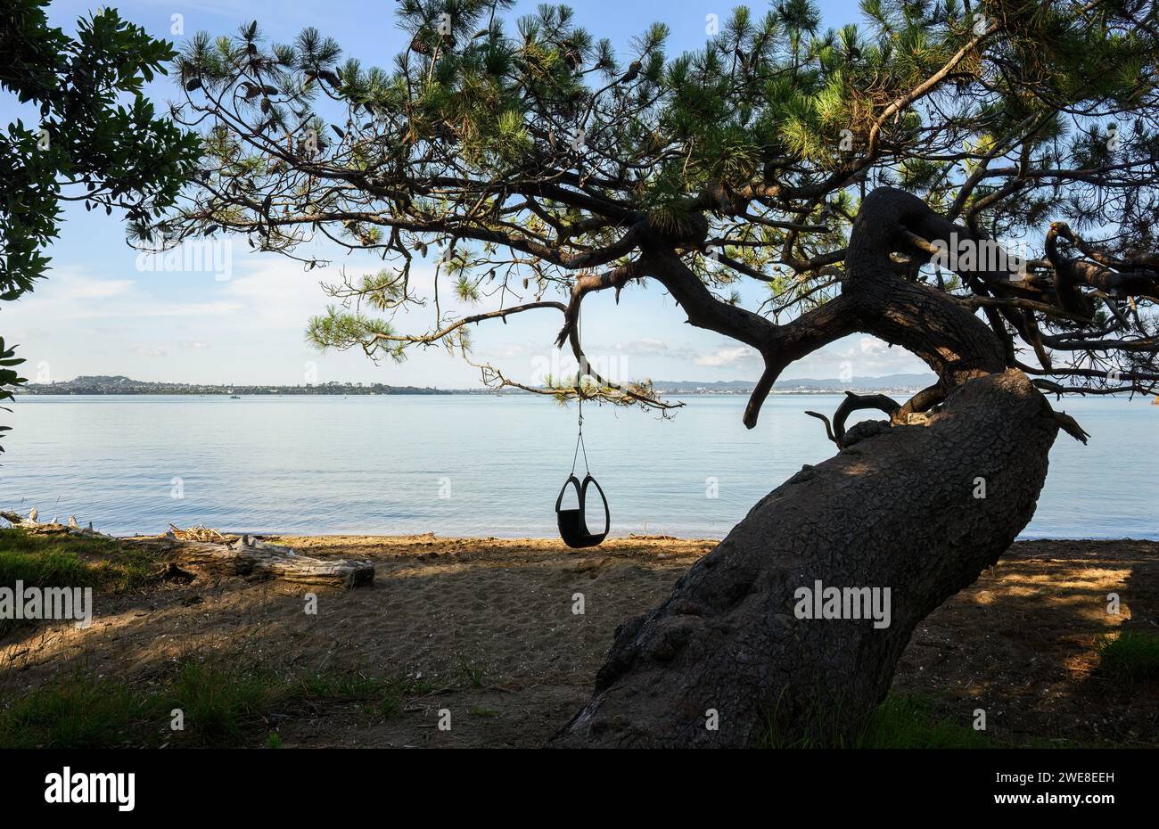 Kauri point centennial loop track hi-res stock photography and images ...