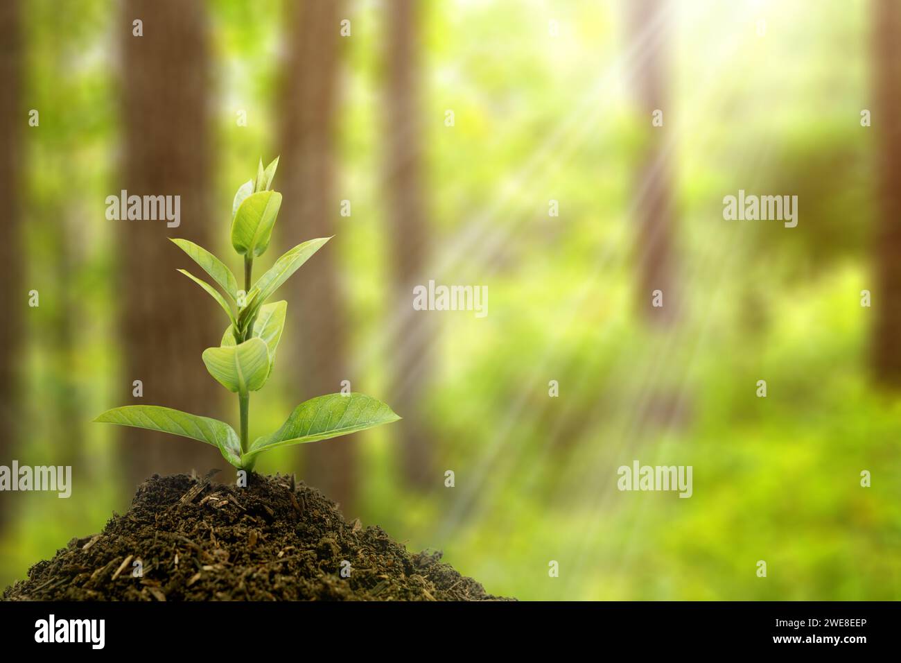 Newly grown plant seedlings on the soil with sunlight background ...
