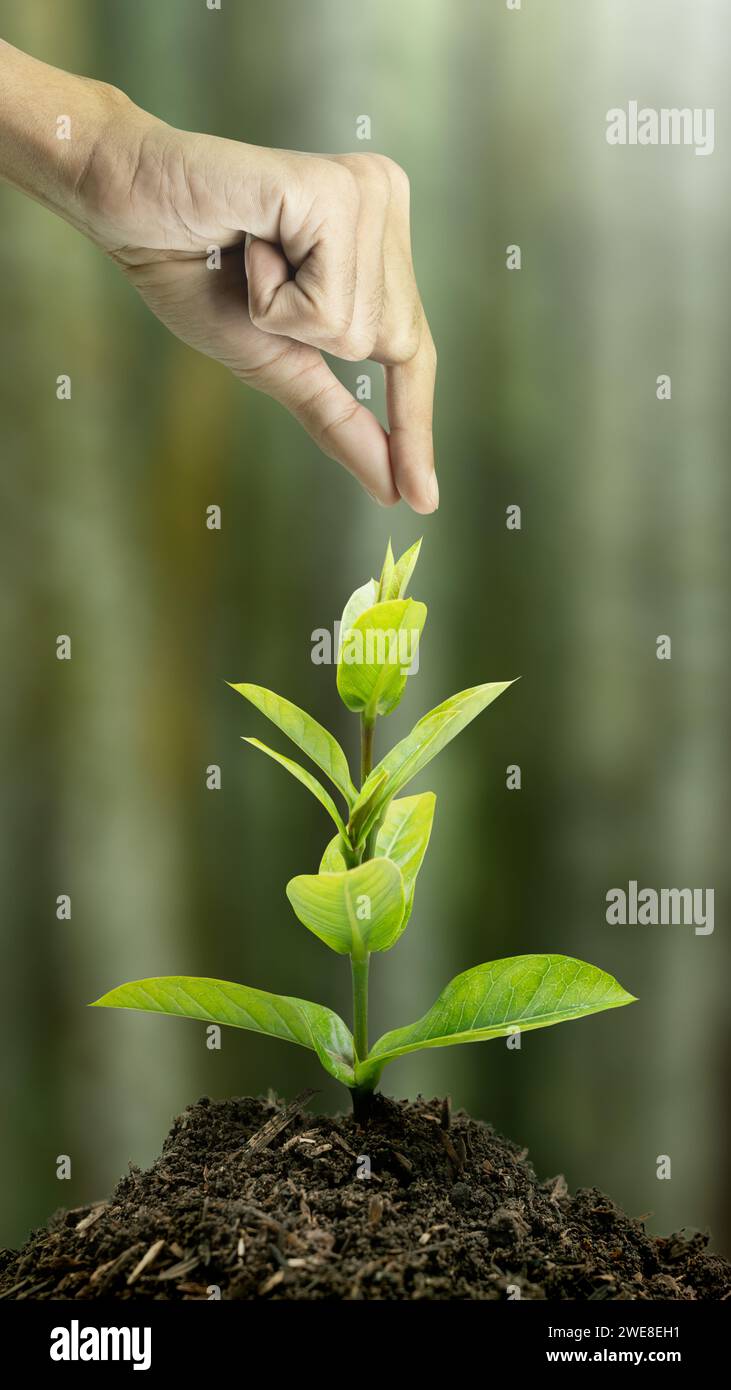 Human hand planting plant seedlings on the soil. Environment and ...