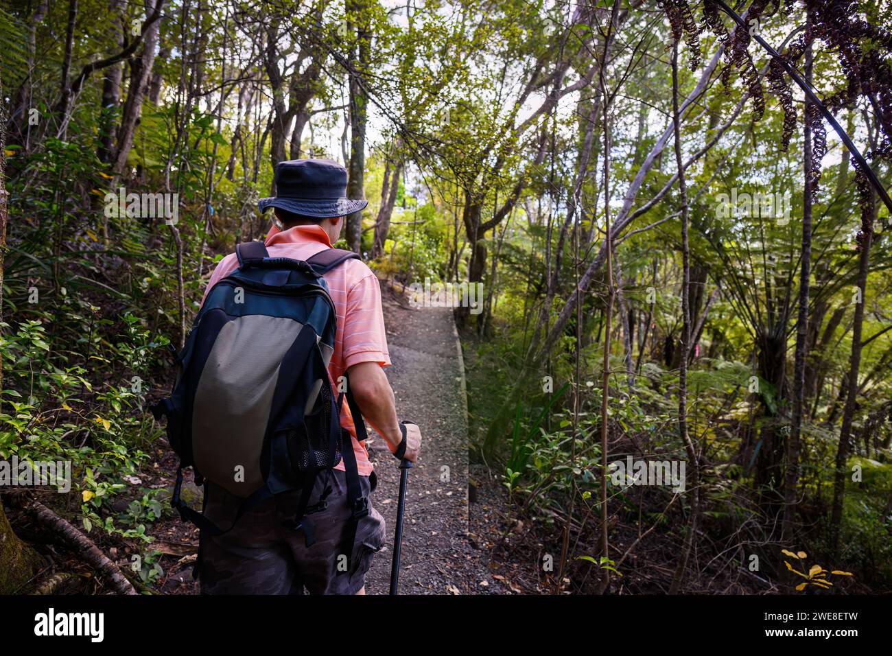 Kauri point centennial loop track hi-res stock photography and images ...