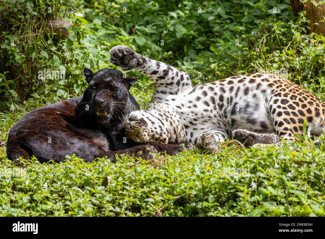 Indochinese black leopard with spotted leopard (Panthera pardus ...