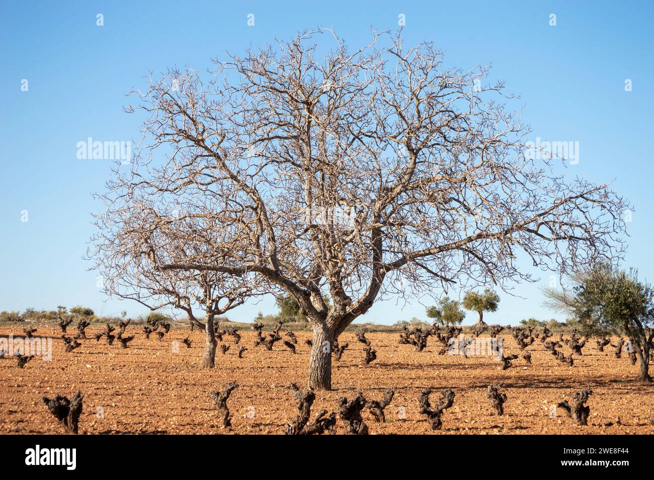 Hig tree in the vineyard Stock Photo - Alamy