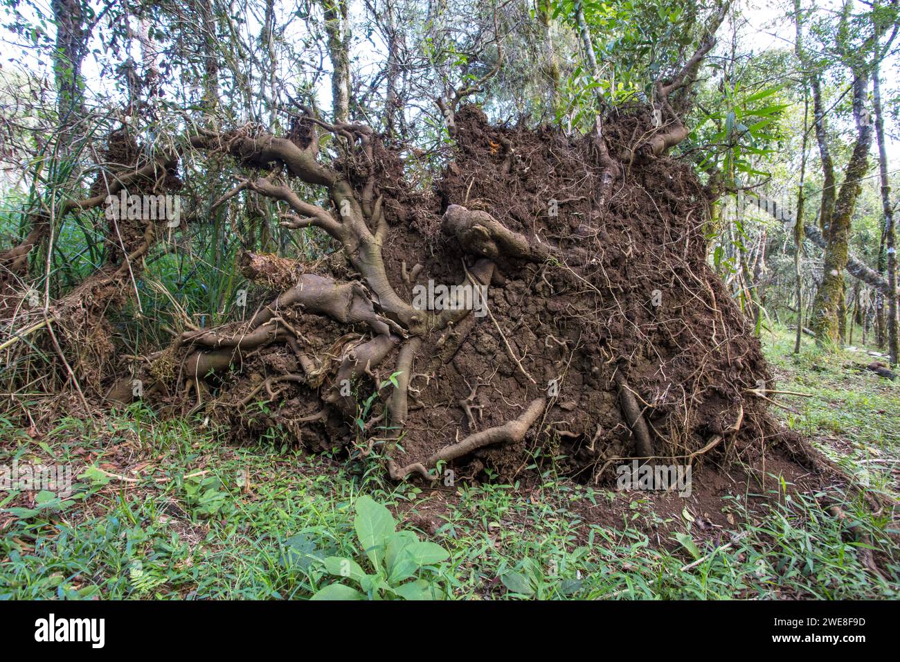 A fallen tree with its roots exposed Stock Photo - Alamy