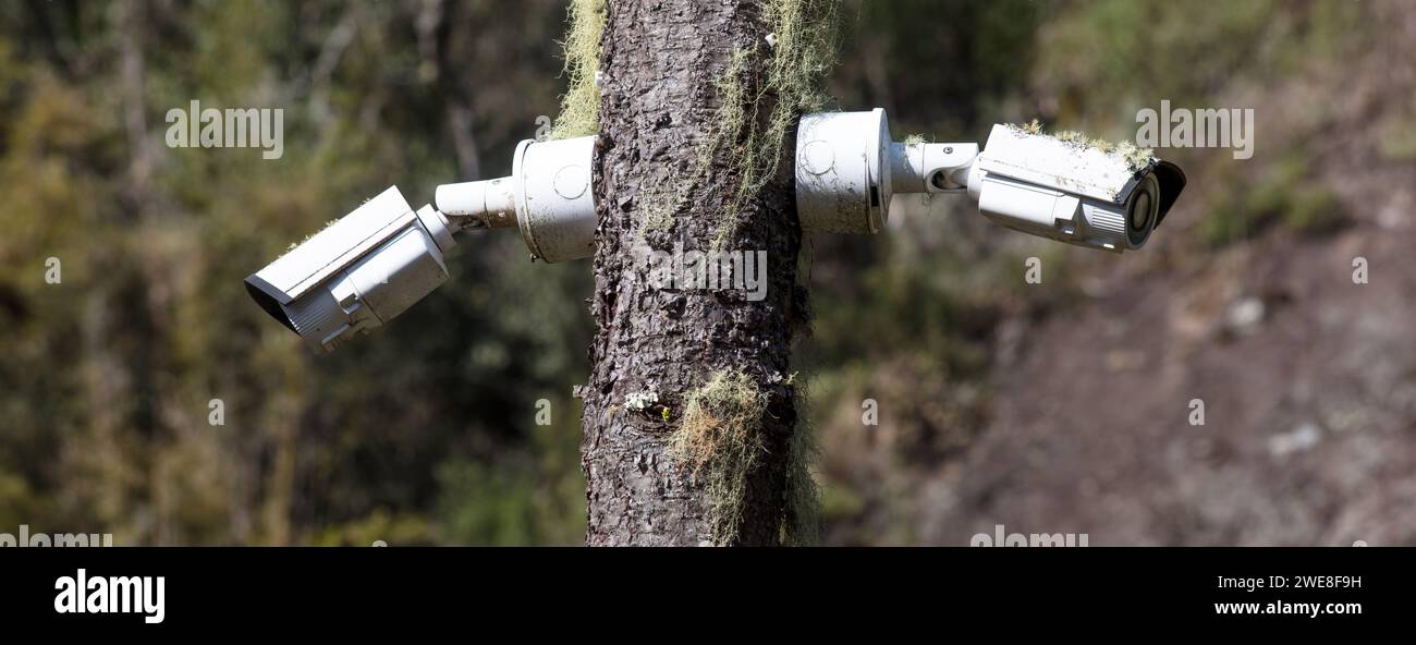 The two security cameras installed on a tree in a remote woodland area ...