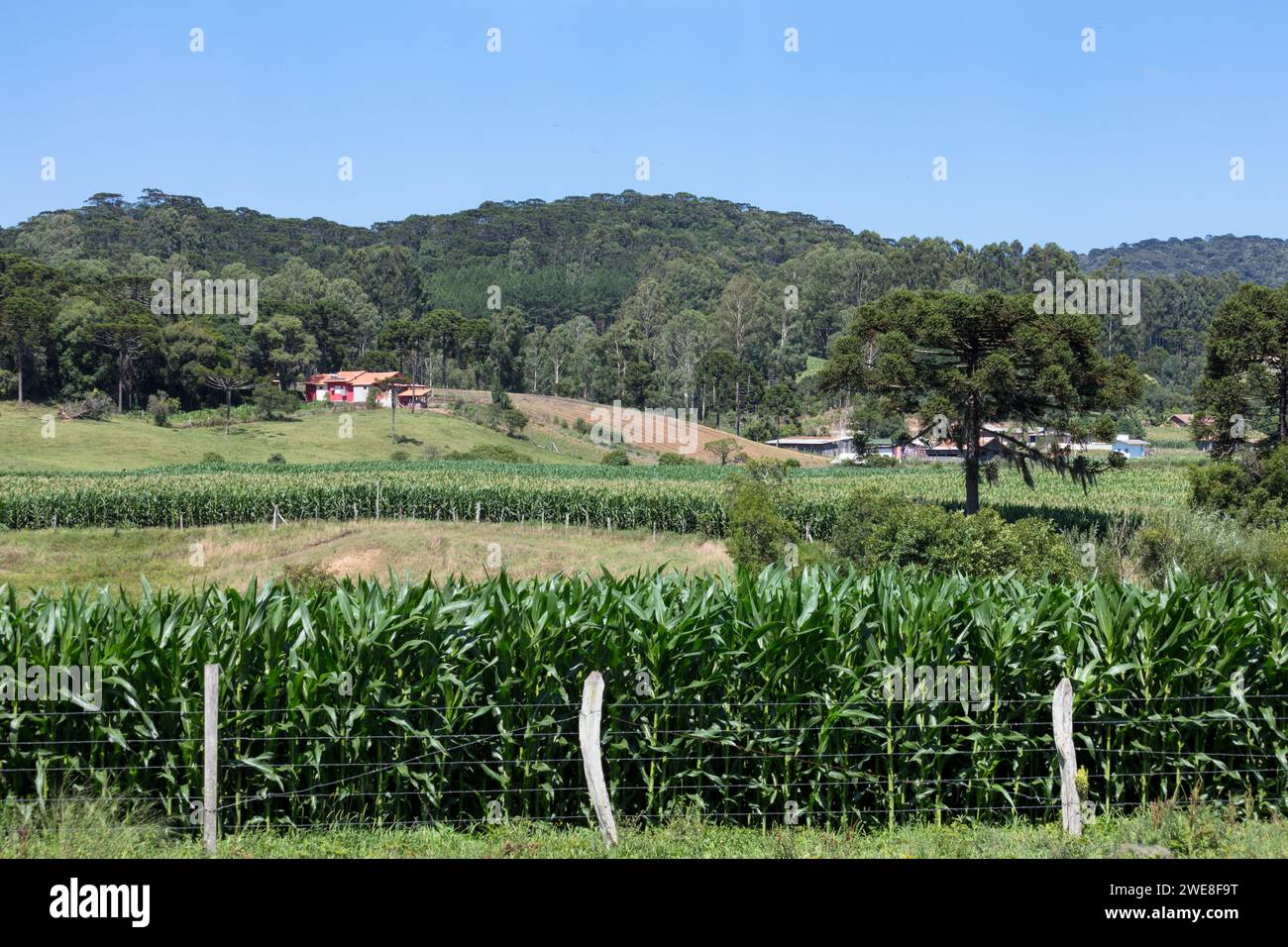 Rural area plantation hi-res stock photography and images - Alamy