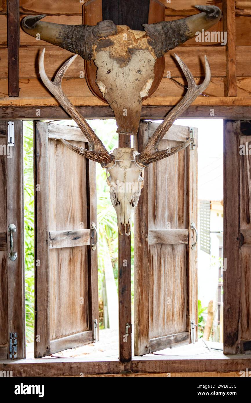 Old trophies hang above open windows in a wooden house Stock Photo - Alamy