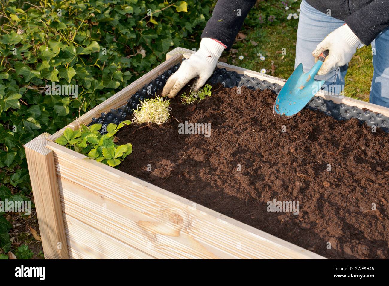 Hochbeet gemusepflanzen hi-res stock photography and images - Alamy