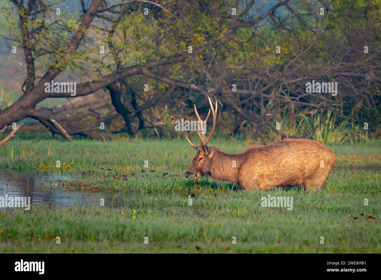 Sambar deer bharatpur bird sanctuary hi-res stock photography and ...