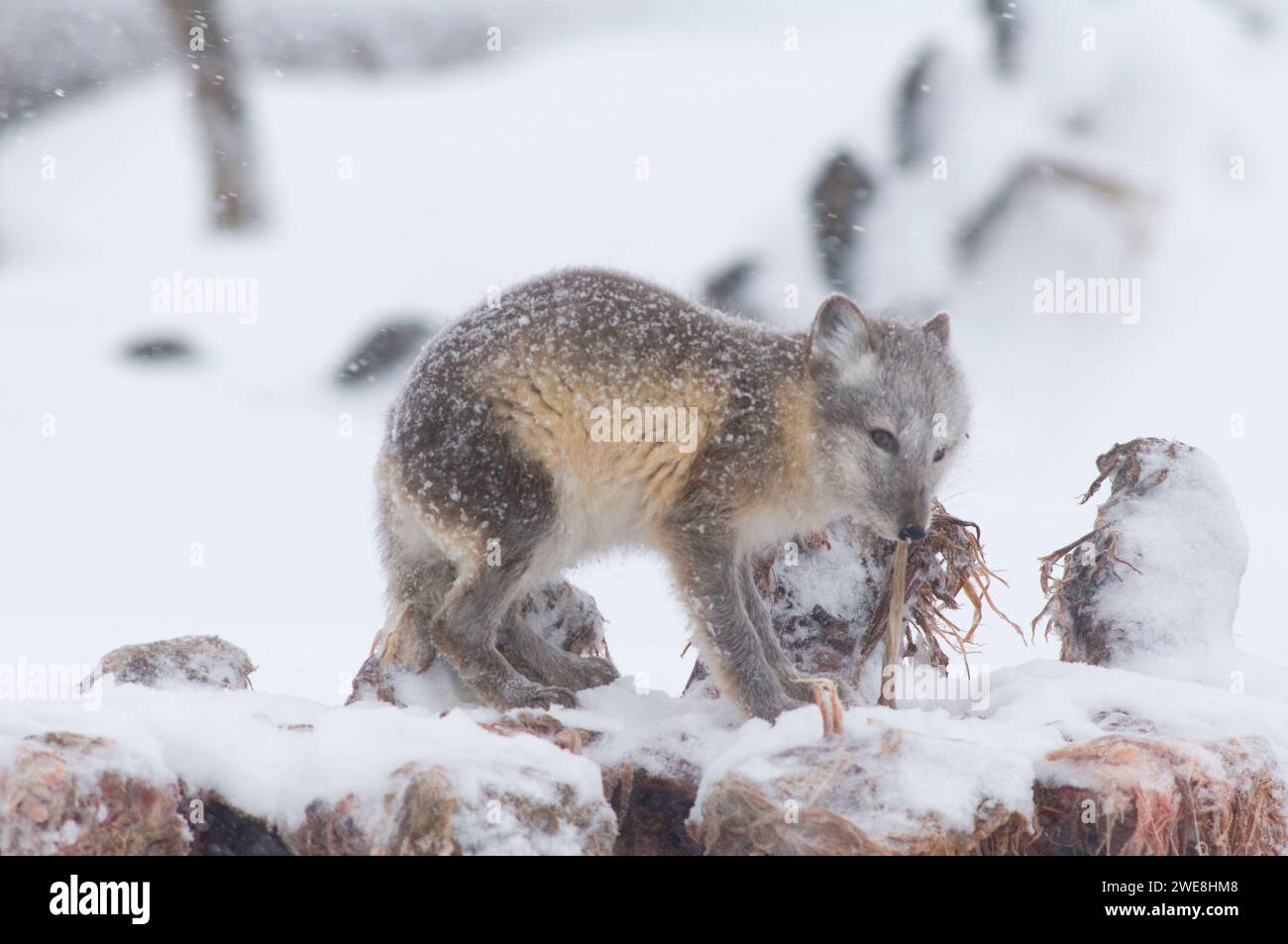 arctic fox Alopex lagopus changing into its winter coat scavenging and ...
