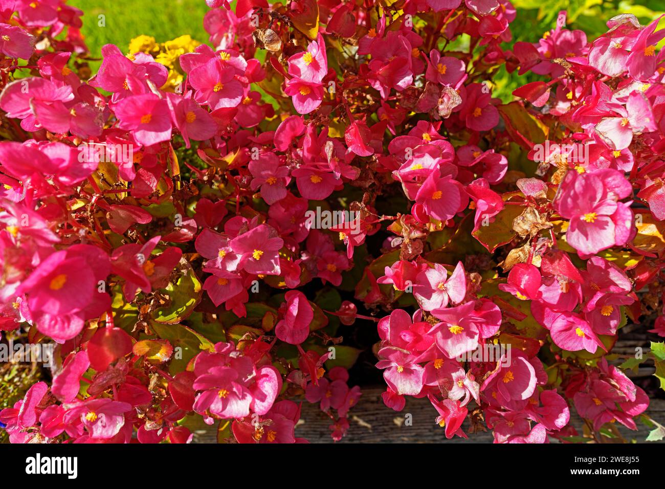 Blumen rot hi-res stock photography and images - Alamy