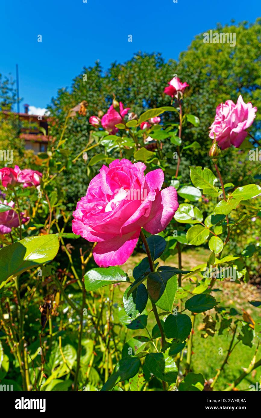 Hellrot hi-res stock photography and images - Alamy