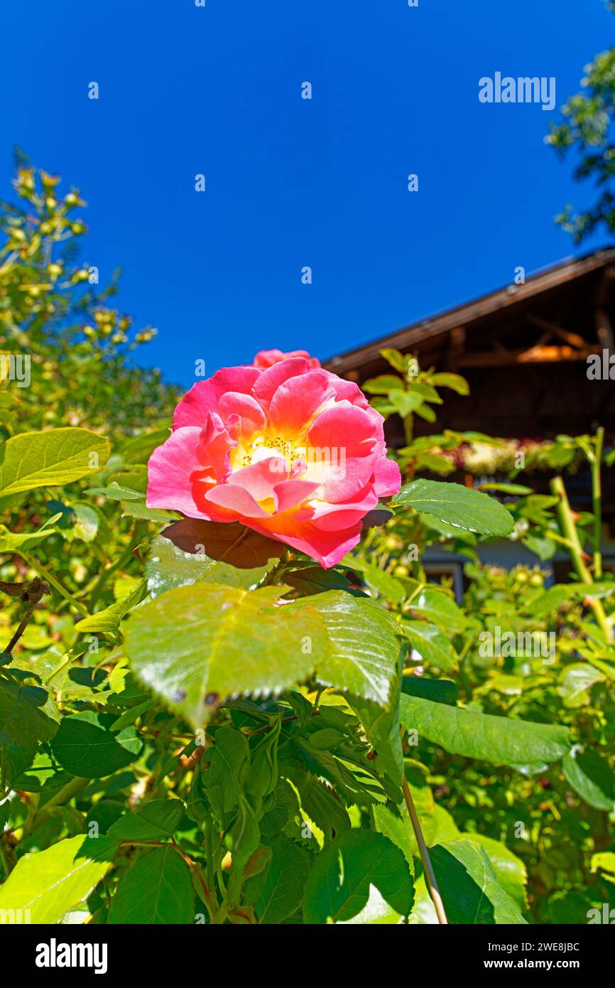 Hellrot hi-res stock photography and images - Alamy