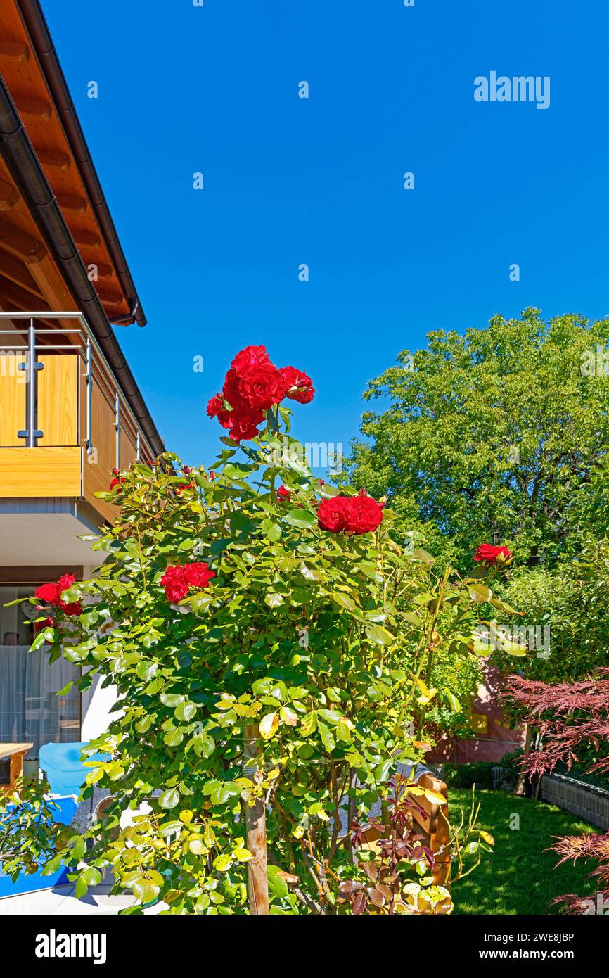 Rosenstock hi-res stock photography and images - Alamy