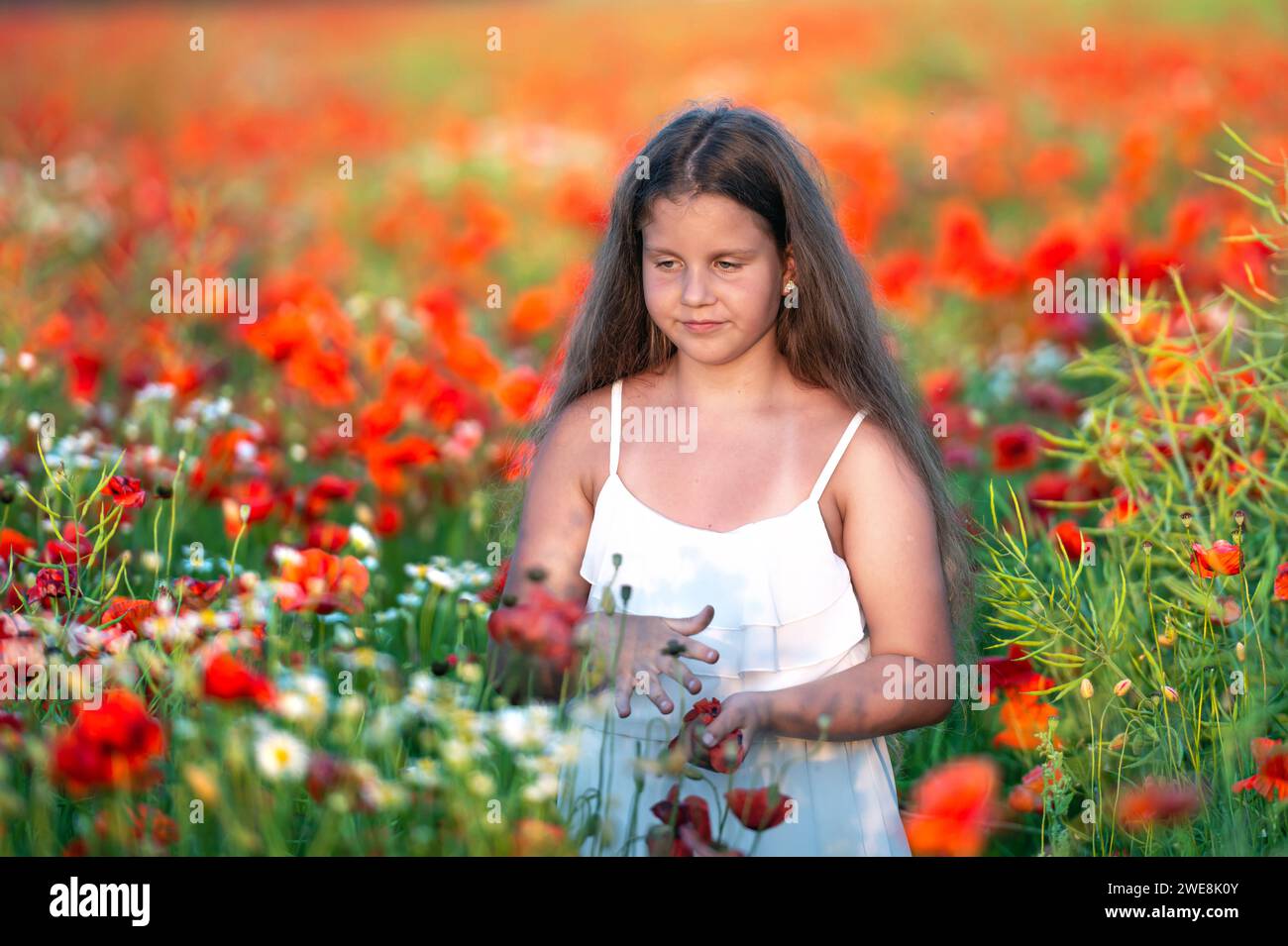 Poppi field hi-res stock photography and images - Alamy