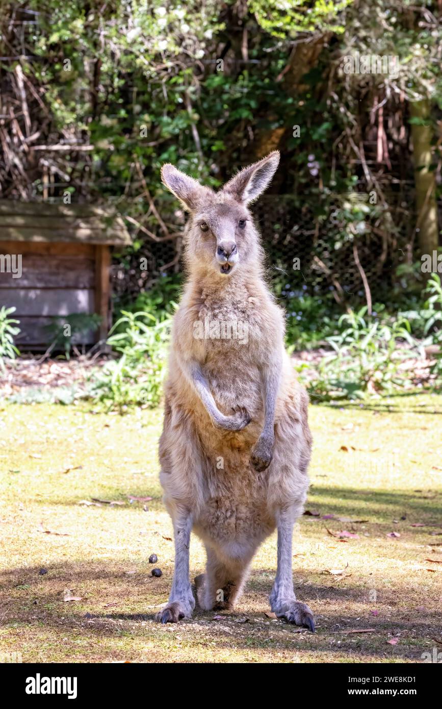 Forester kangaroo, Macropus giganteus, the largest marsupial in ...