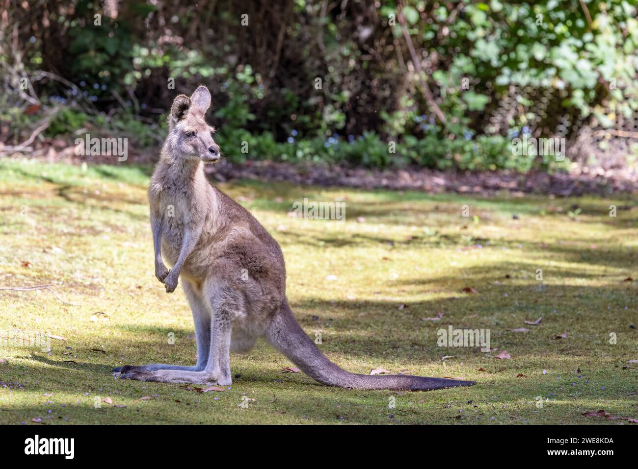 Forester kangaroo joey, Macropus giganteus, the largest marsupial in ...