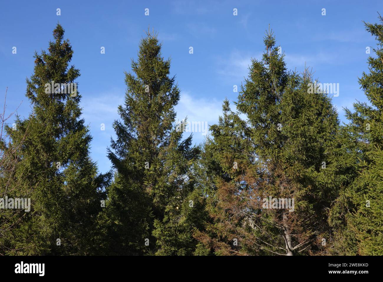 Tall evergreen tree trunk under hi-res stock photography and images - Alamy