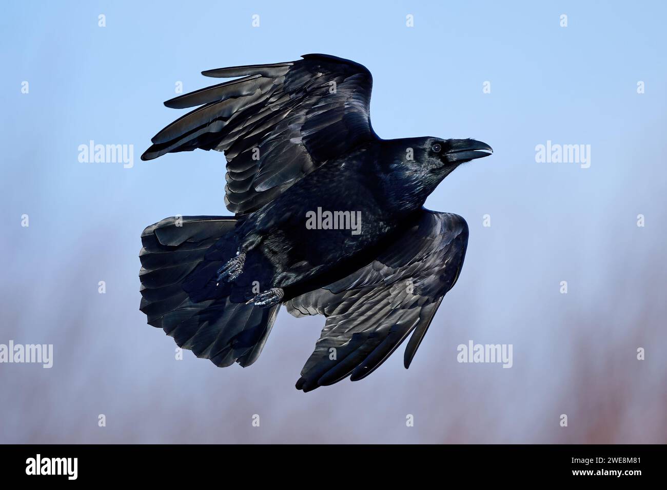 Raven in natural habitat hi-res stock photography and images - Alamy