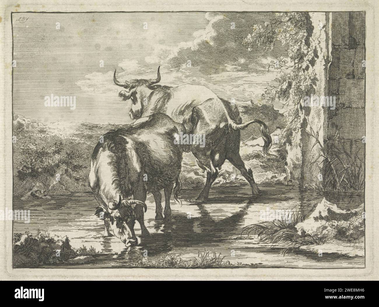 Two drinking cows hi-res stock photography and images - Alamy