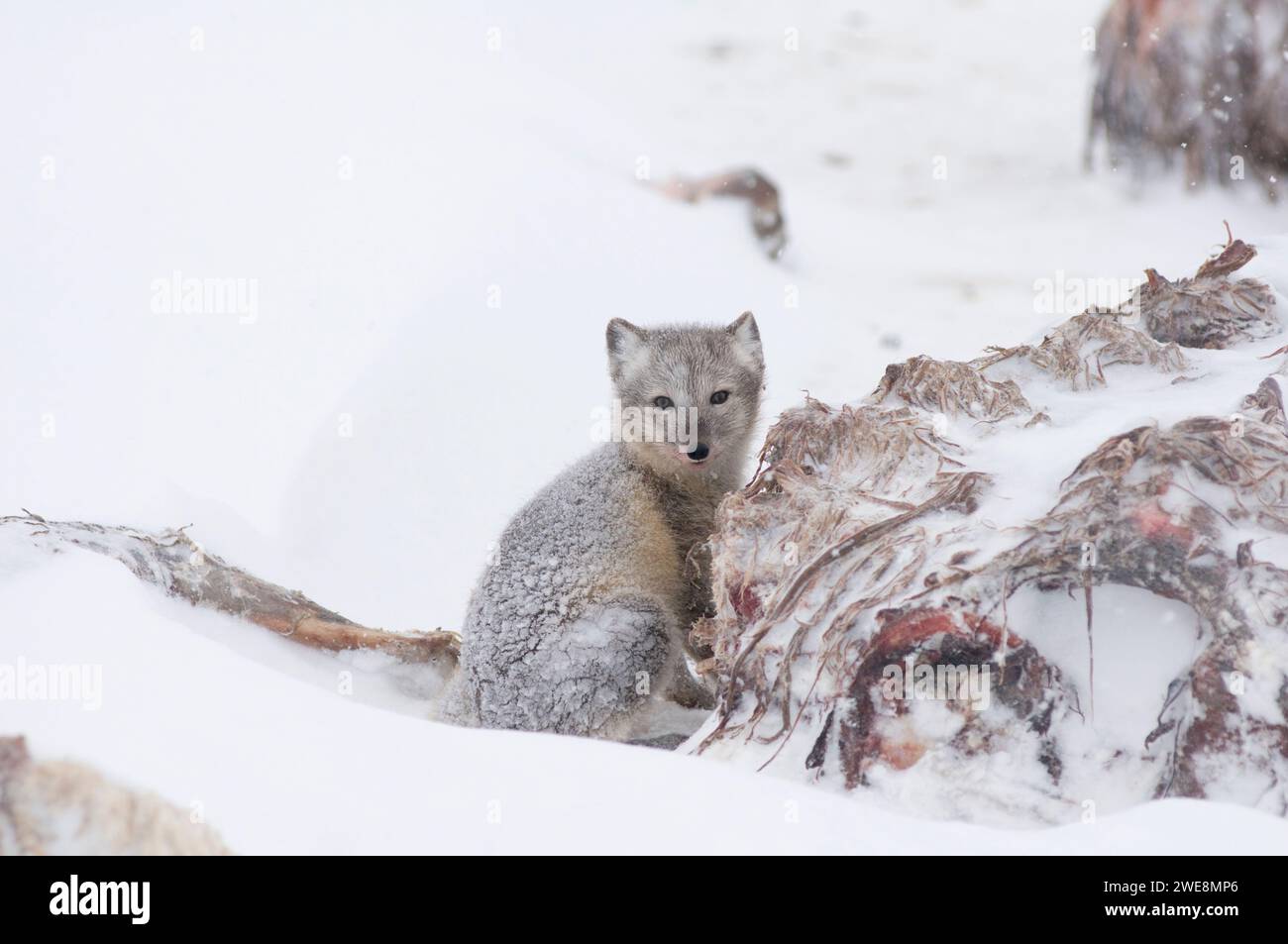 arctic fox Alopex lagopus changing into its winter coat scavenging and ...