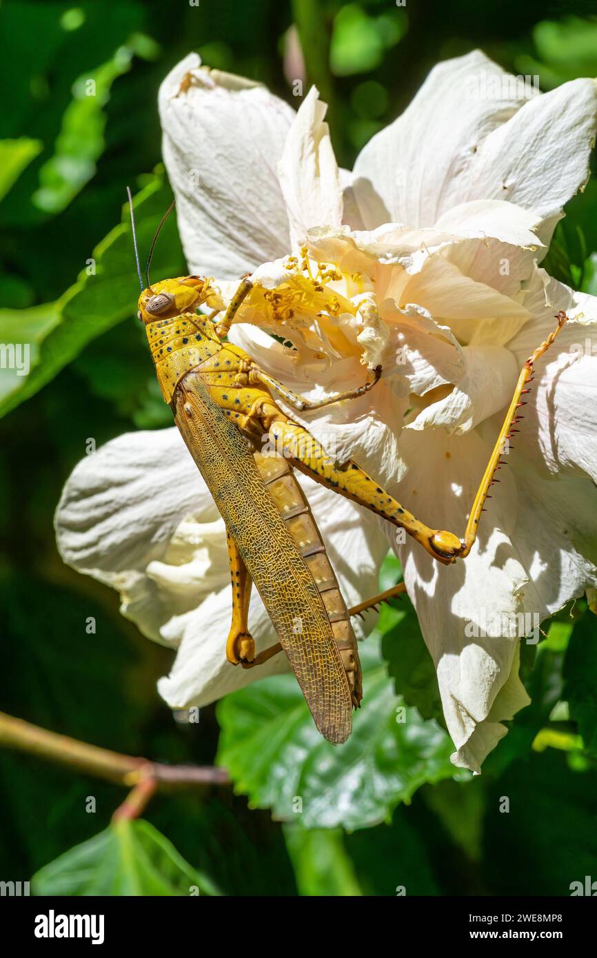 A female locust feeding on a white hibiscus flower in Perth, Western ...