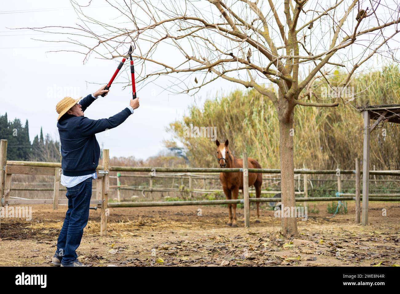 Senior farmer pruning a tree on a farm. Retired man working hard in the ...