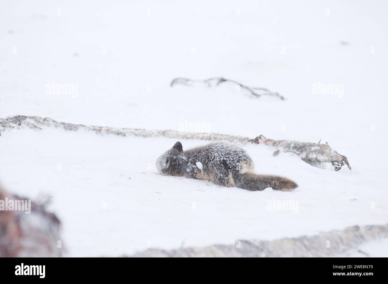 arctic fox Alopex lagopus changing into its winter coat scavenging and ...