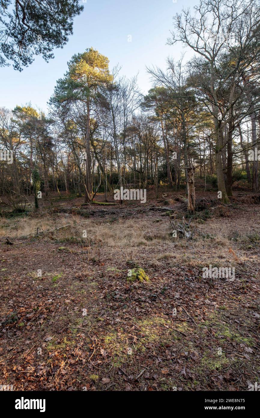 Intimate landscape view of the historically important Keston Common ...