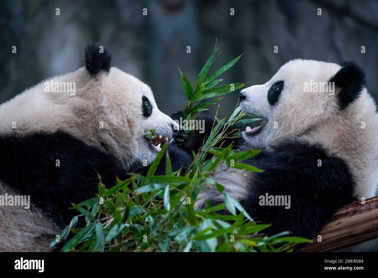 Giant pandas play in the rain at Chongqing Zoo, Chongqing, China. 21st ...