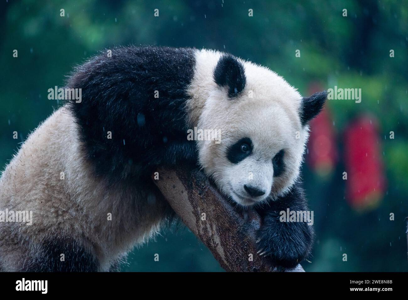 Giant pandas play in the rain at Chongqing Zoo, Chongqing, China. 21st ...